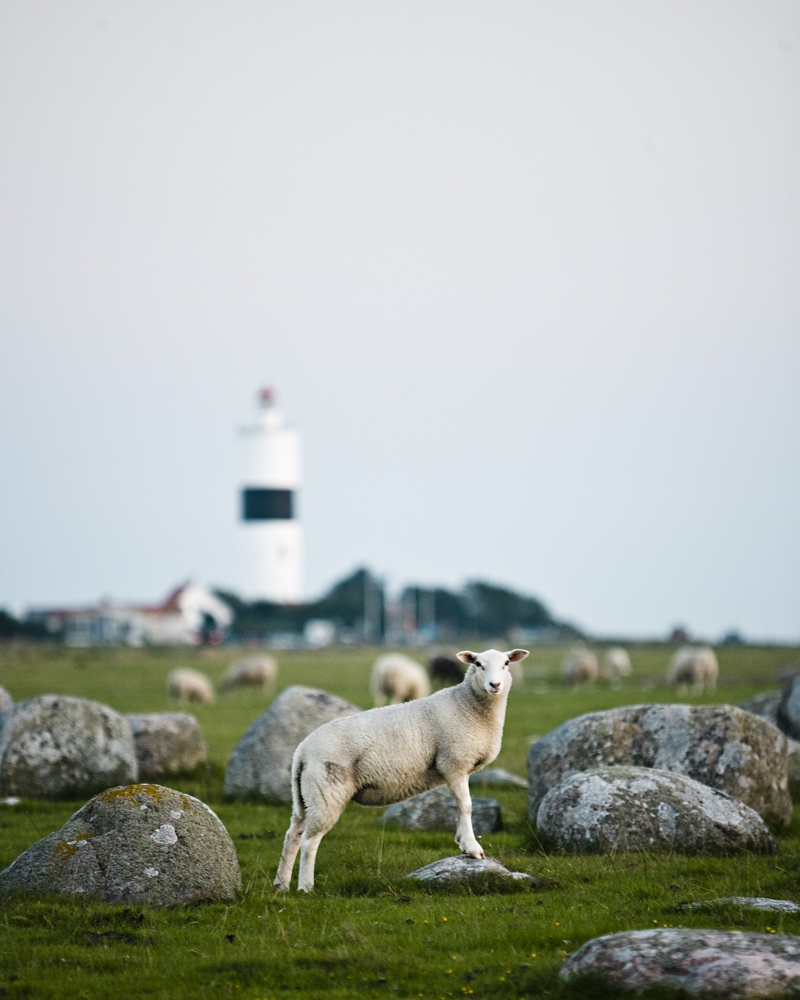 Naturskatter | Strand Borgholm
